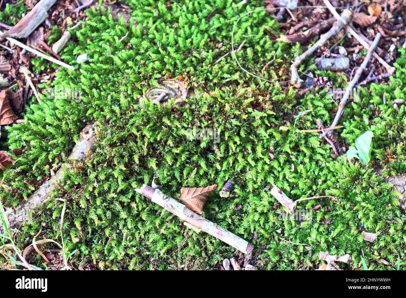 Detailed close up view at moss textures on a forest ground Stock Photo ...