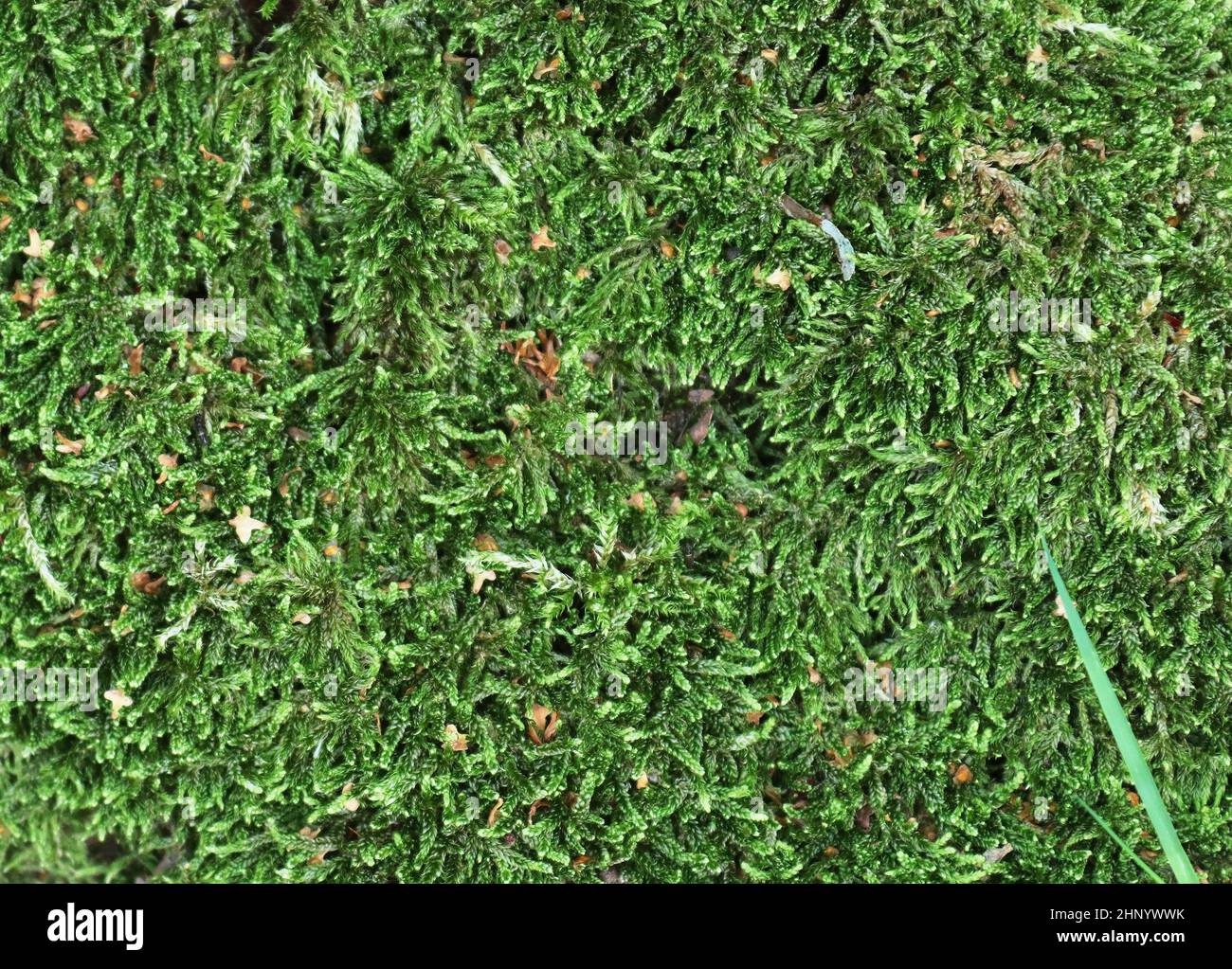 Detailed close up view at moss textures on a forest ground Stock Photo ...