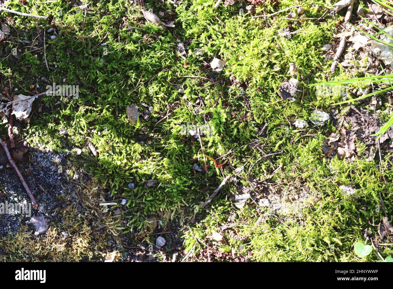 Detailed close up view at moss textures on a forest ground Stock Photo ...