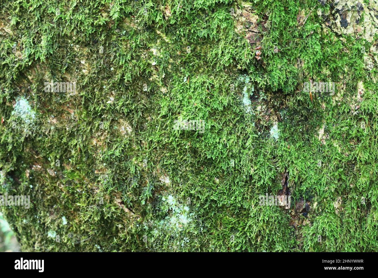 Detailed close up view at moss textures on a forest ground Stock Photo ...