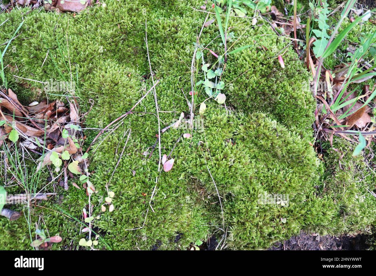 Detailed close up view at moss textures on a forest ground Stock Photo ...