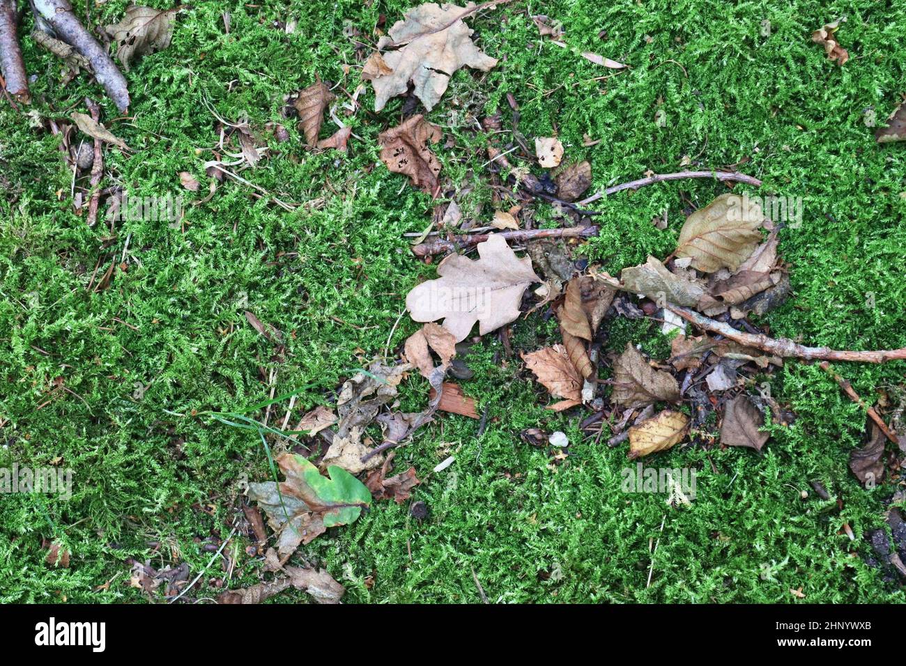 Detailed close up view at moss textures on a forest ground Stock Photo ...