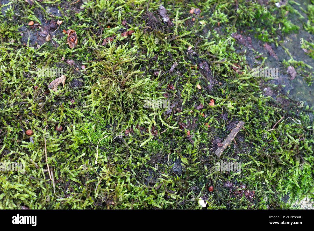 Moss textures hi-res stock photography and images - Alamy