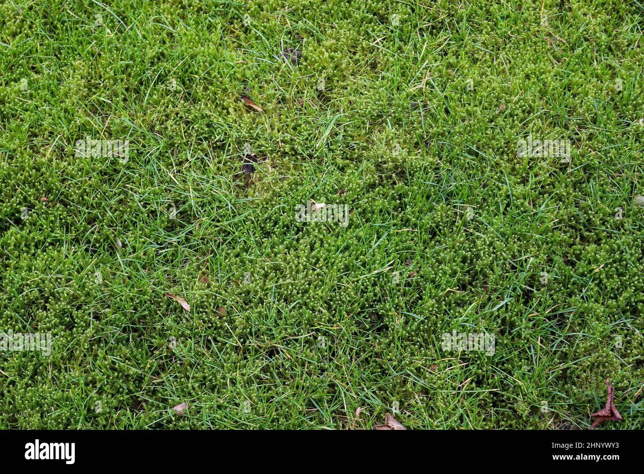 Detailed close up view at moss textures on a forest ground Stock Photo ...