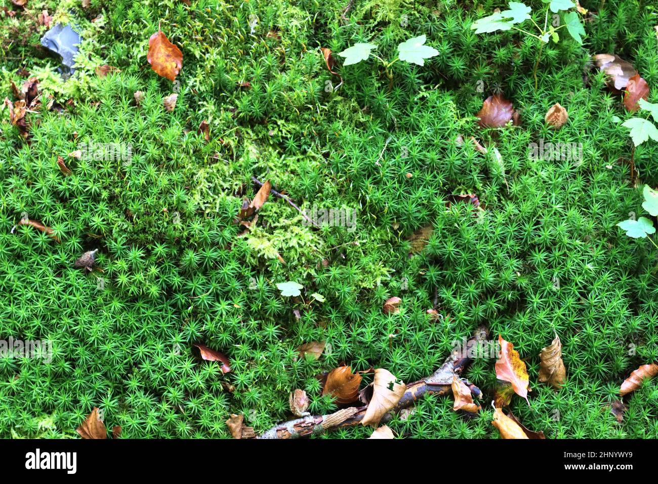 Detailed close up view at moss textures on a forest ground Stock Photo ...