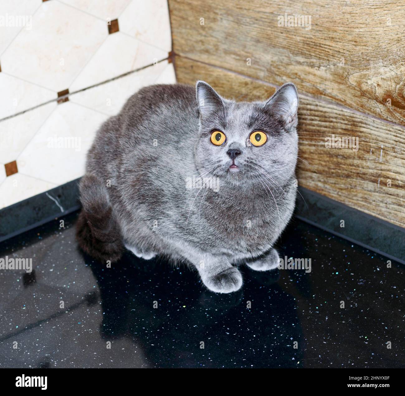 blue scottish cat on the kitchen countertop, domestic kitten, theme ...