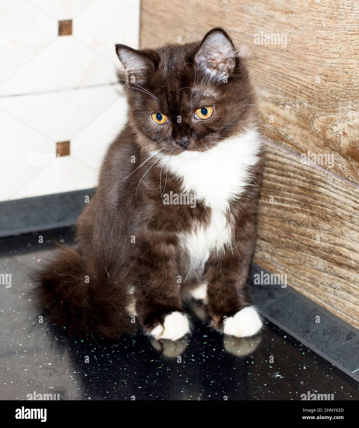 Beautiful Scottish Highland straight kitten fluffy brown kitten, pet ...