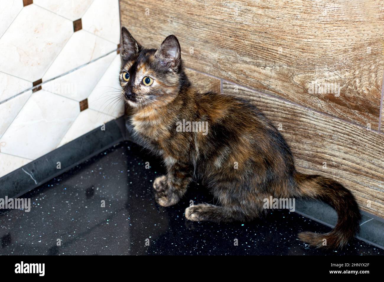 brown mottled tricolor mongrel kitten, domestic kitten, theme domestic ...