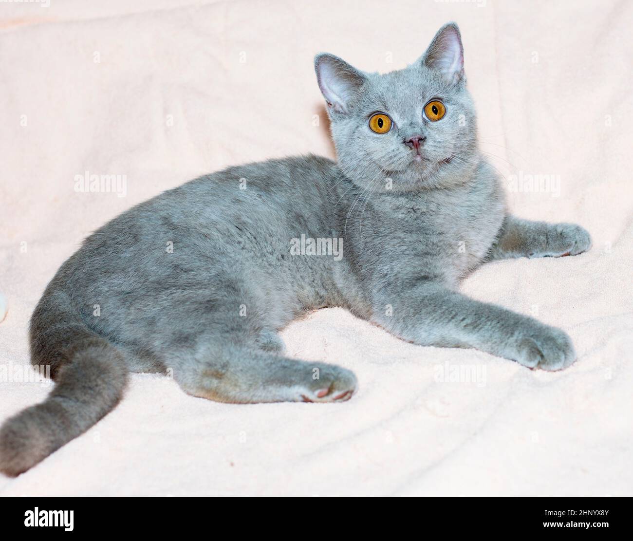 fawn Scottish straight kitten lies on a light background, the theme of ...