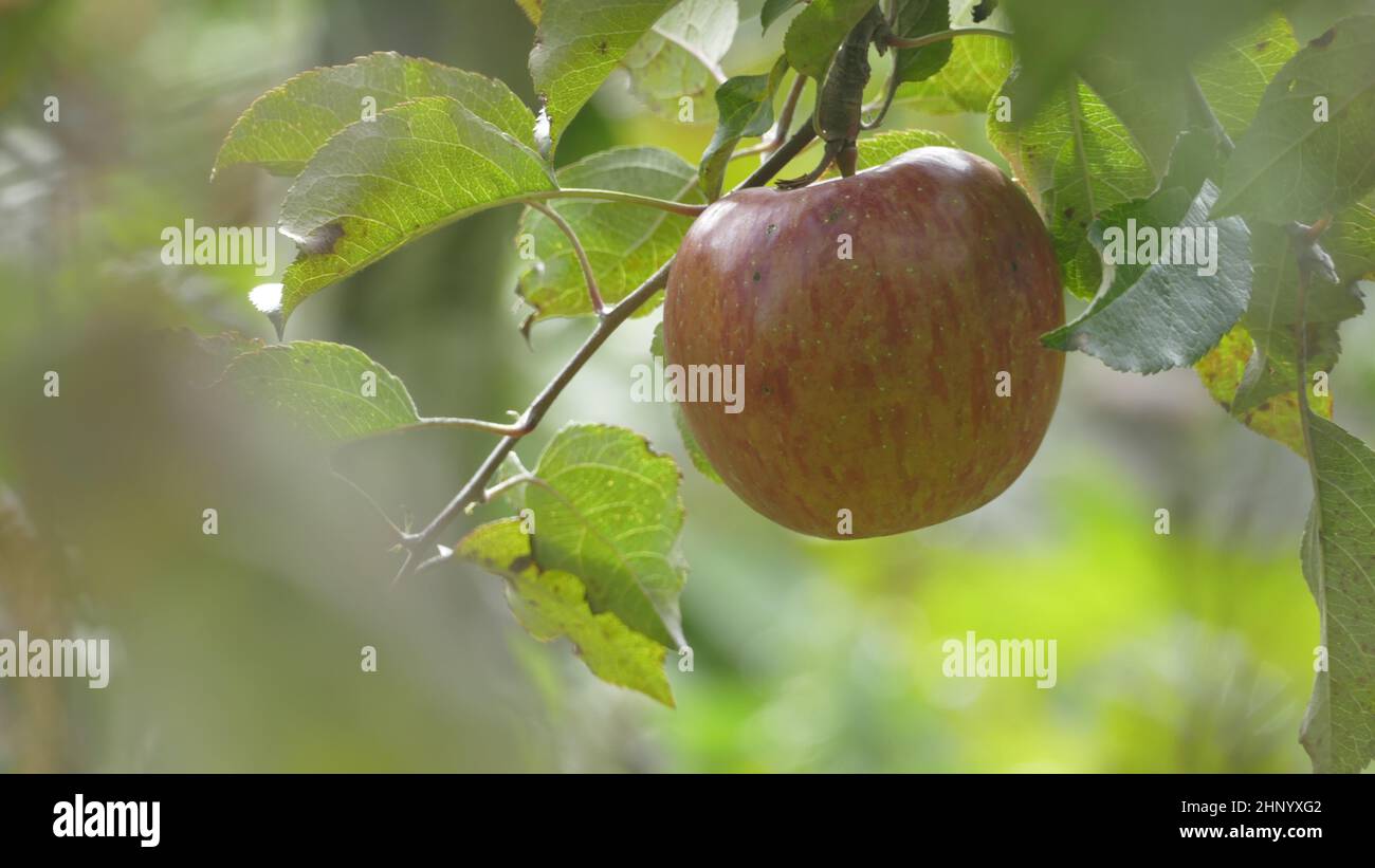 The Sweet and organic plums grown at Fu Shou Shan Farm mountain in ...