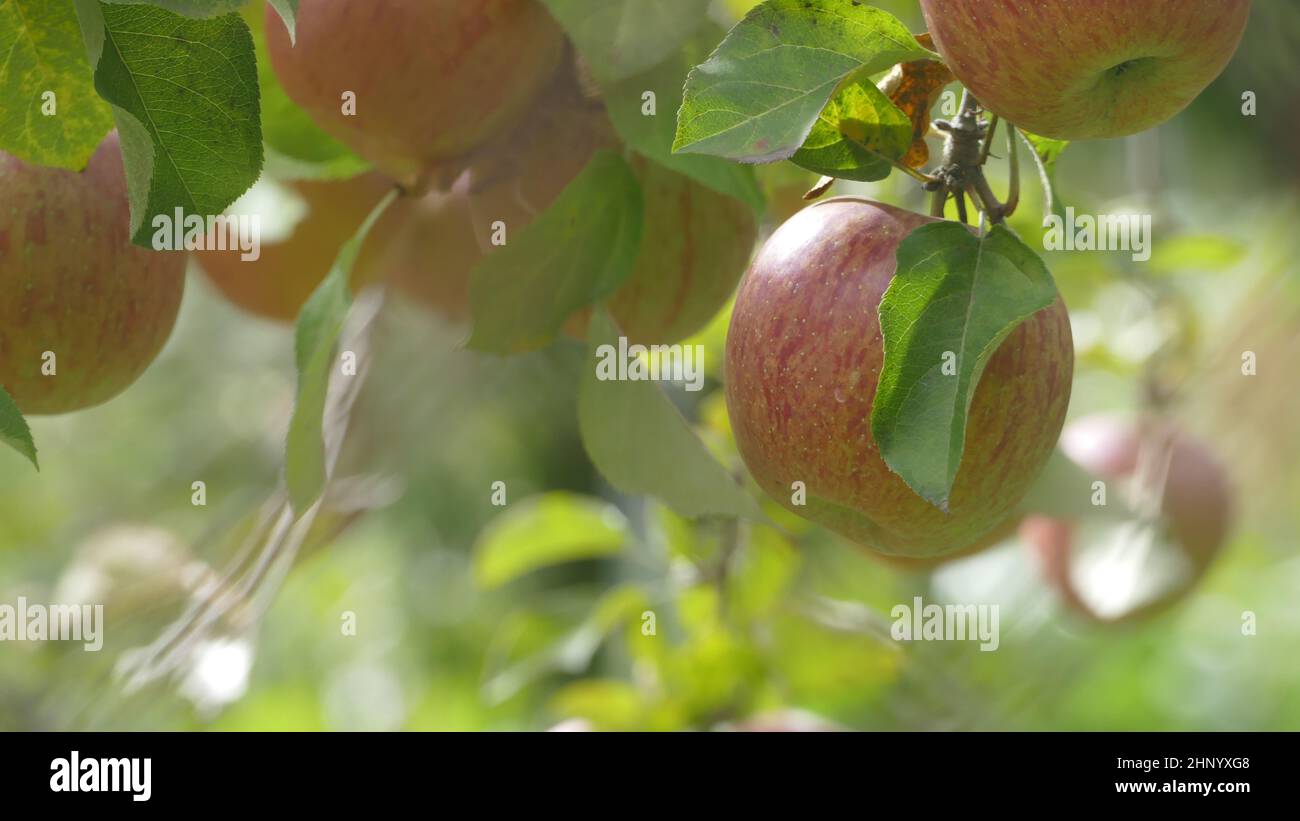 The Sweet and organic plums grown at Fu Shou Shan Farm mountain in ...