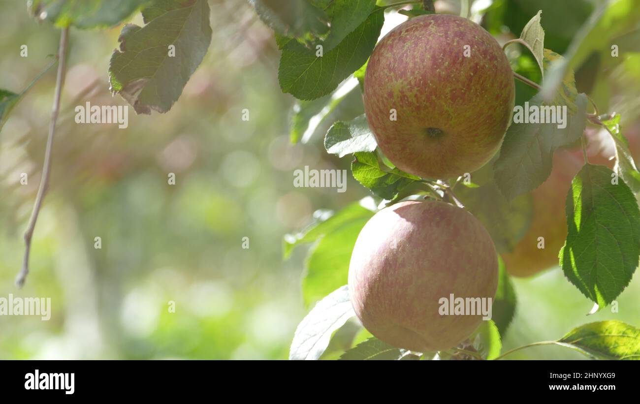 The Sweet and organic plums grown at Fu Shou Shan Farm mountain in ...
