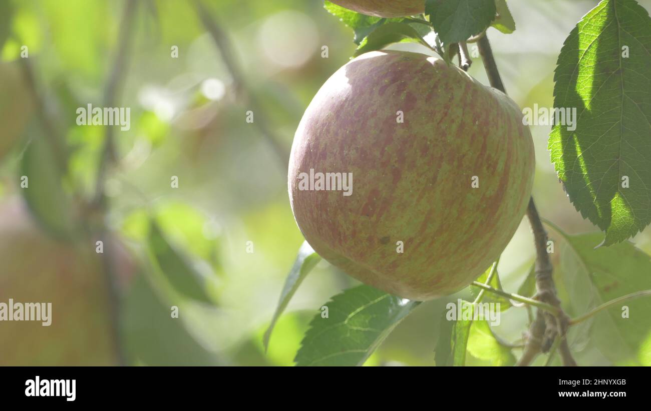 The Sweet and organic plums grown at Fu Shou Shan Farm mountain in ...
