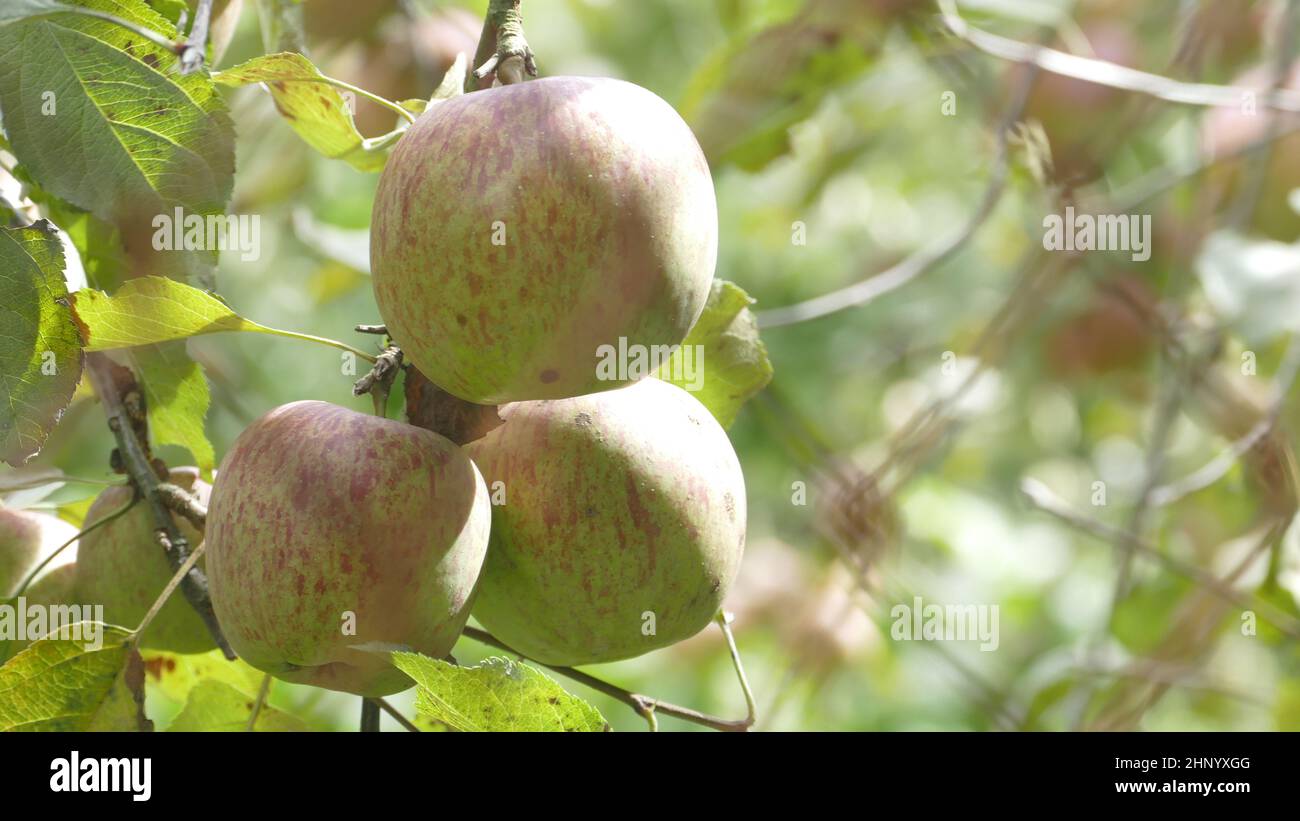 The Sweet and organic plums grown at Fu Shou Shan Farm mountain in ...