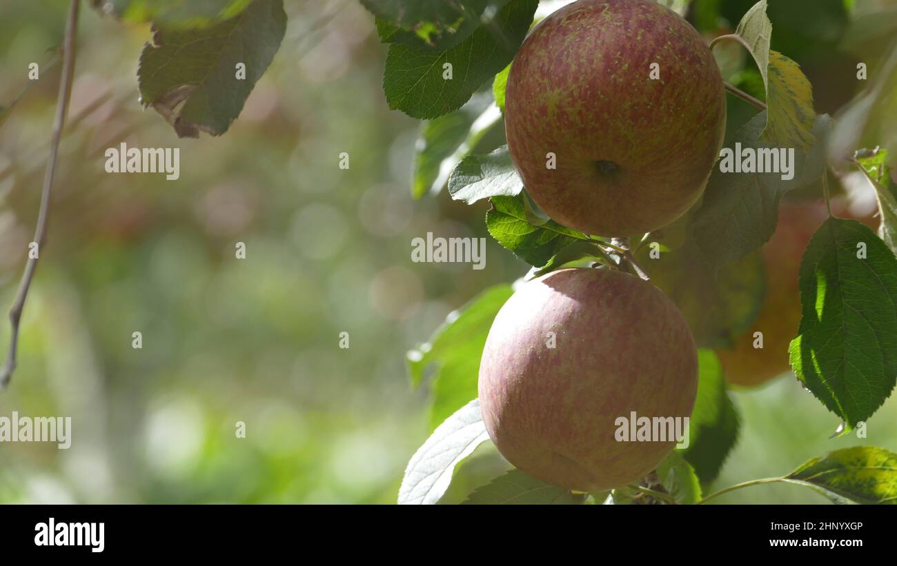 The Sweet and organic plums grown at Fu Shou Shan Farm mountain in ...