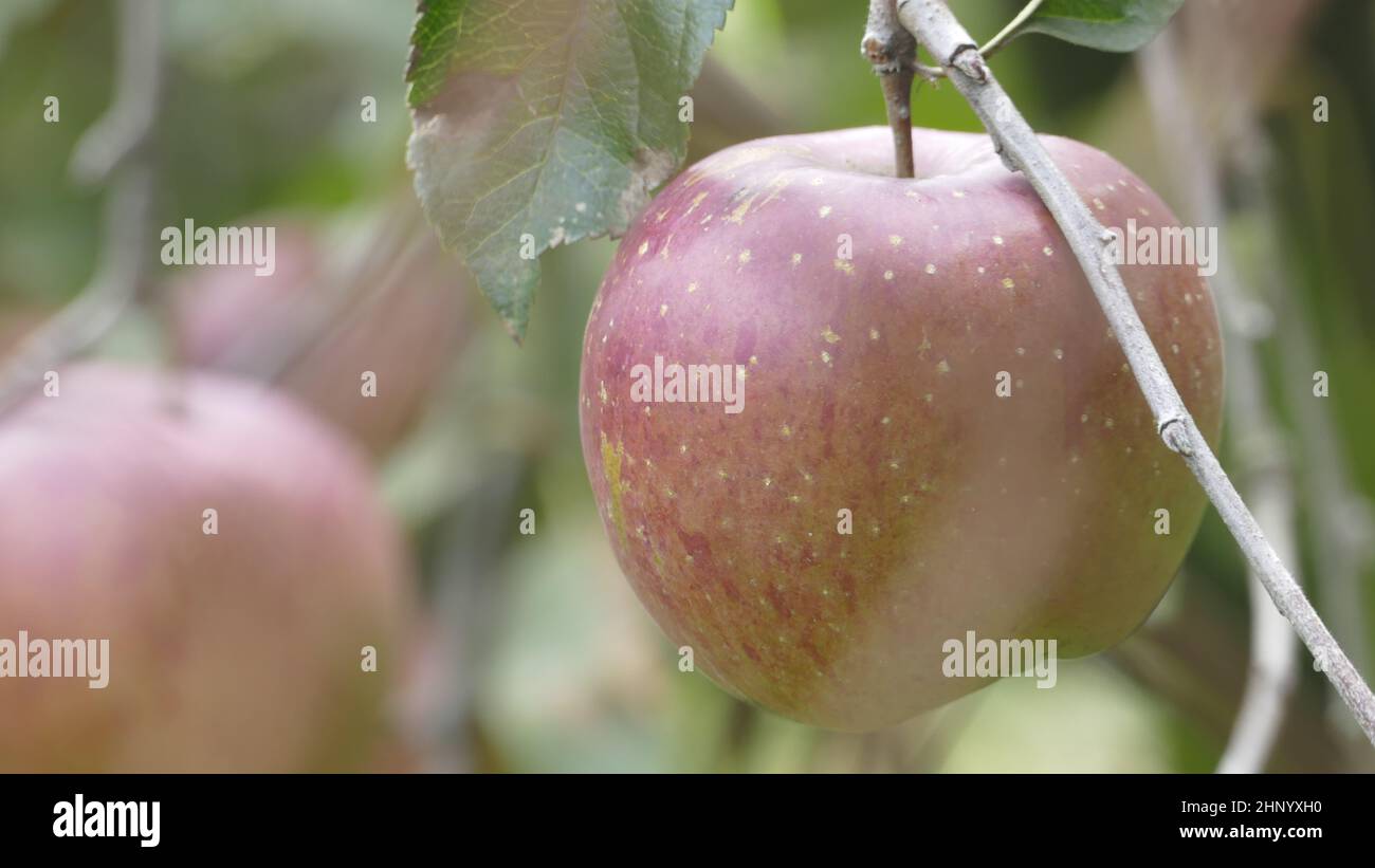 The Sweet and organic plums grown at Fu Shou Shan Farm mountain in ...