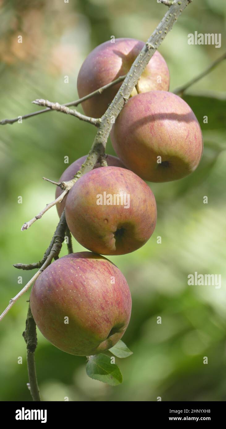 The Sweet and organic plums grown at Fu Shou Shan Farm mountain in ...