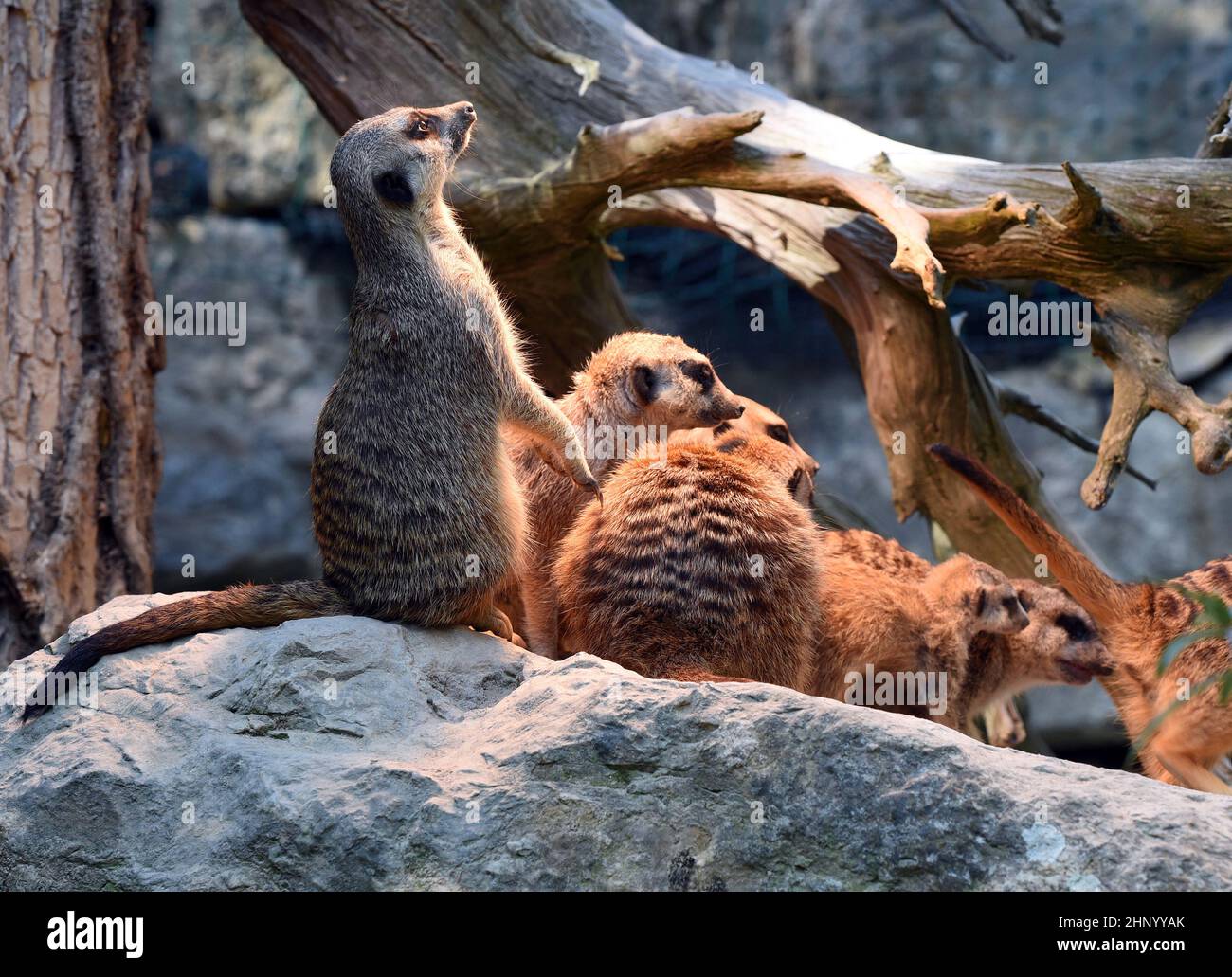 Meerkats, Suricata suricatta belong to the mongooses and live in ...