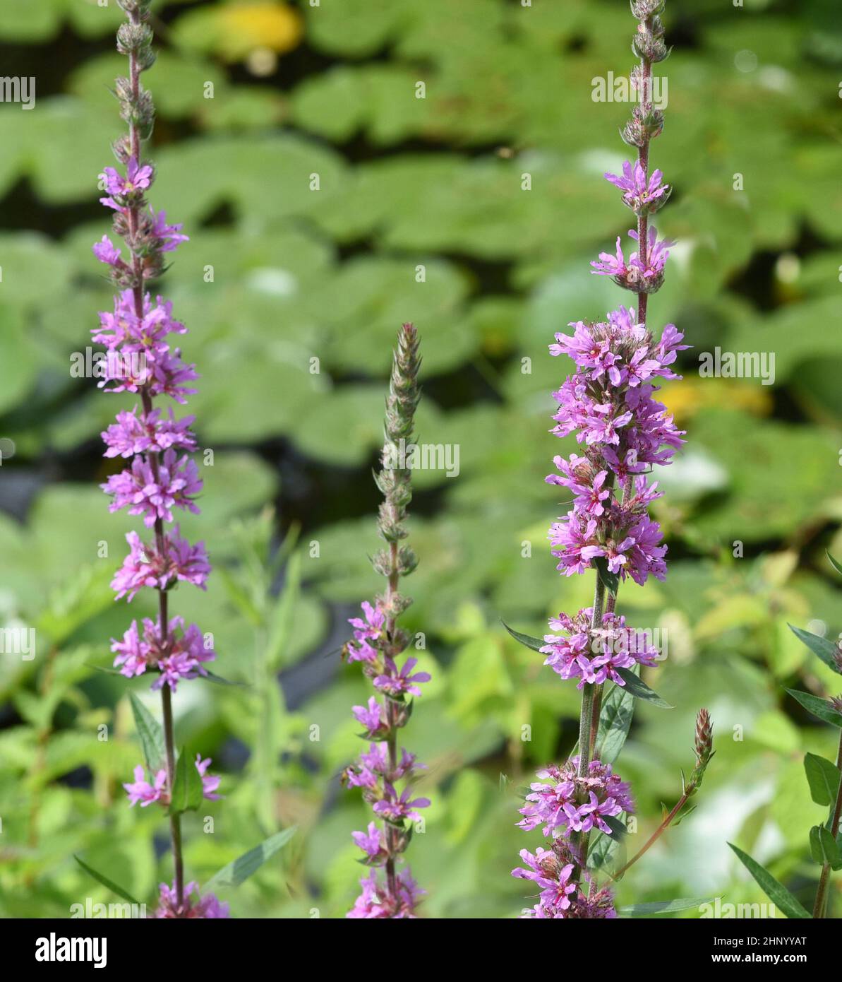 Purple loosestrife, Lythrum salicaria, is a wild plant with purple ...