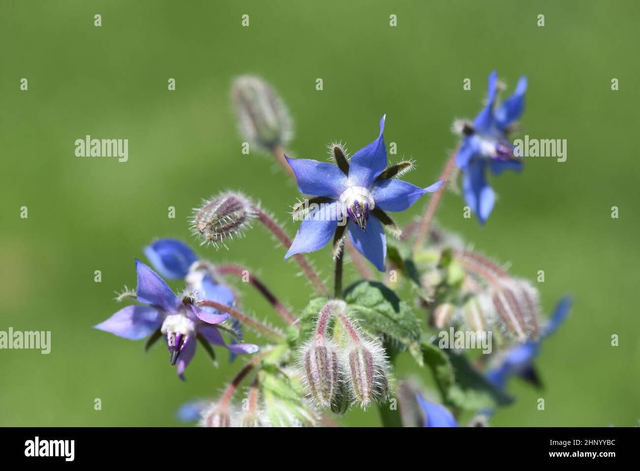 Borage, Borago officinalis, is an important medicinal and medicinal ...