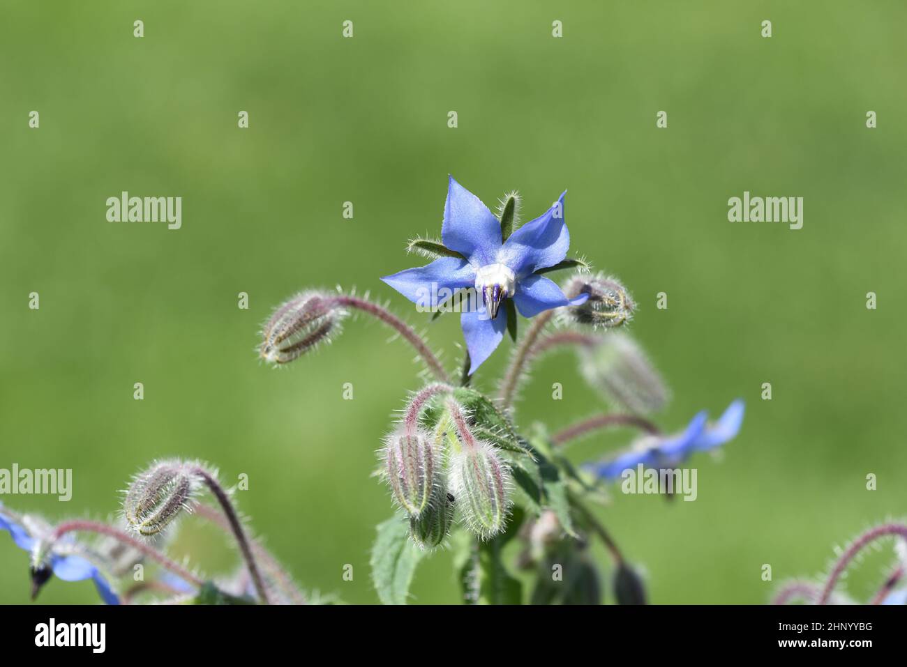 Borage, Borago officinalis, is an important medicinal and medicinal ...