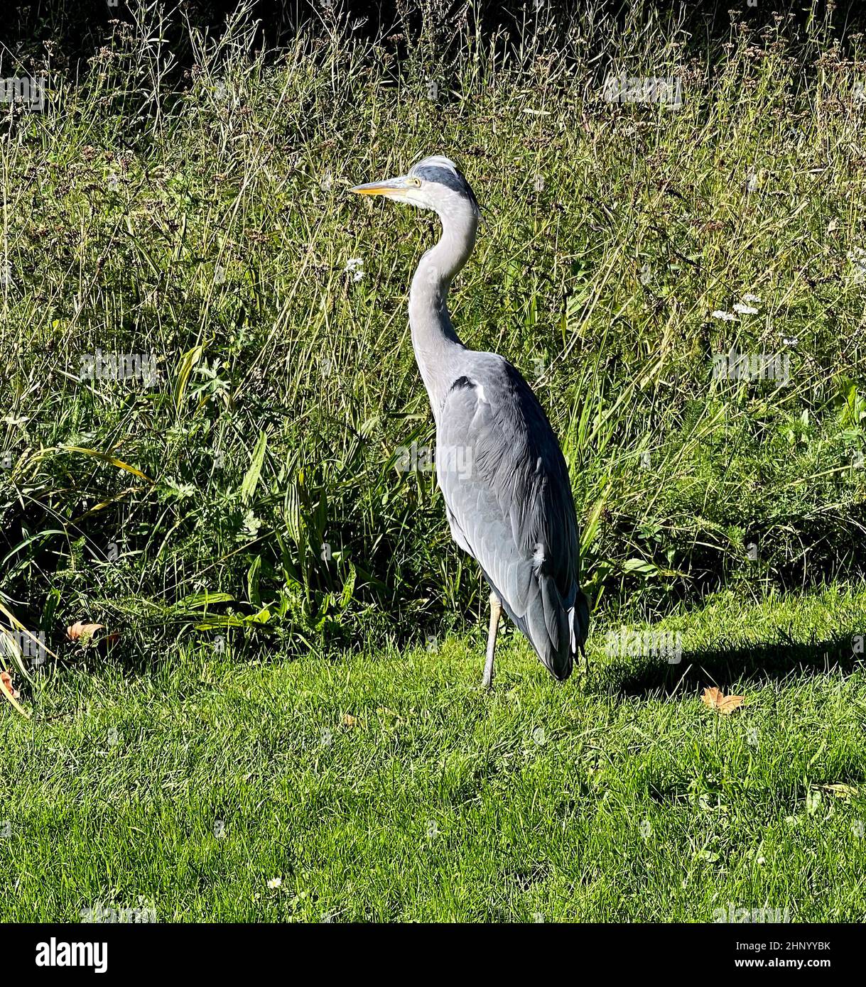 Gray heron, Ardea cinerea, also called heron, is a species of bird in ...