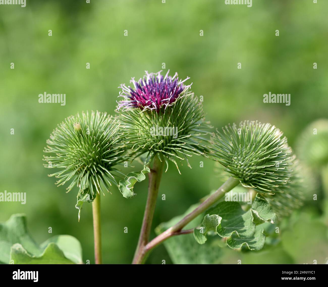 Big burdock, arctium, lappa, is an important medicinal plant with ...