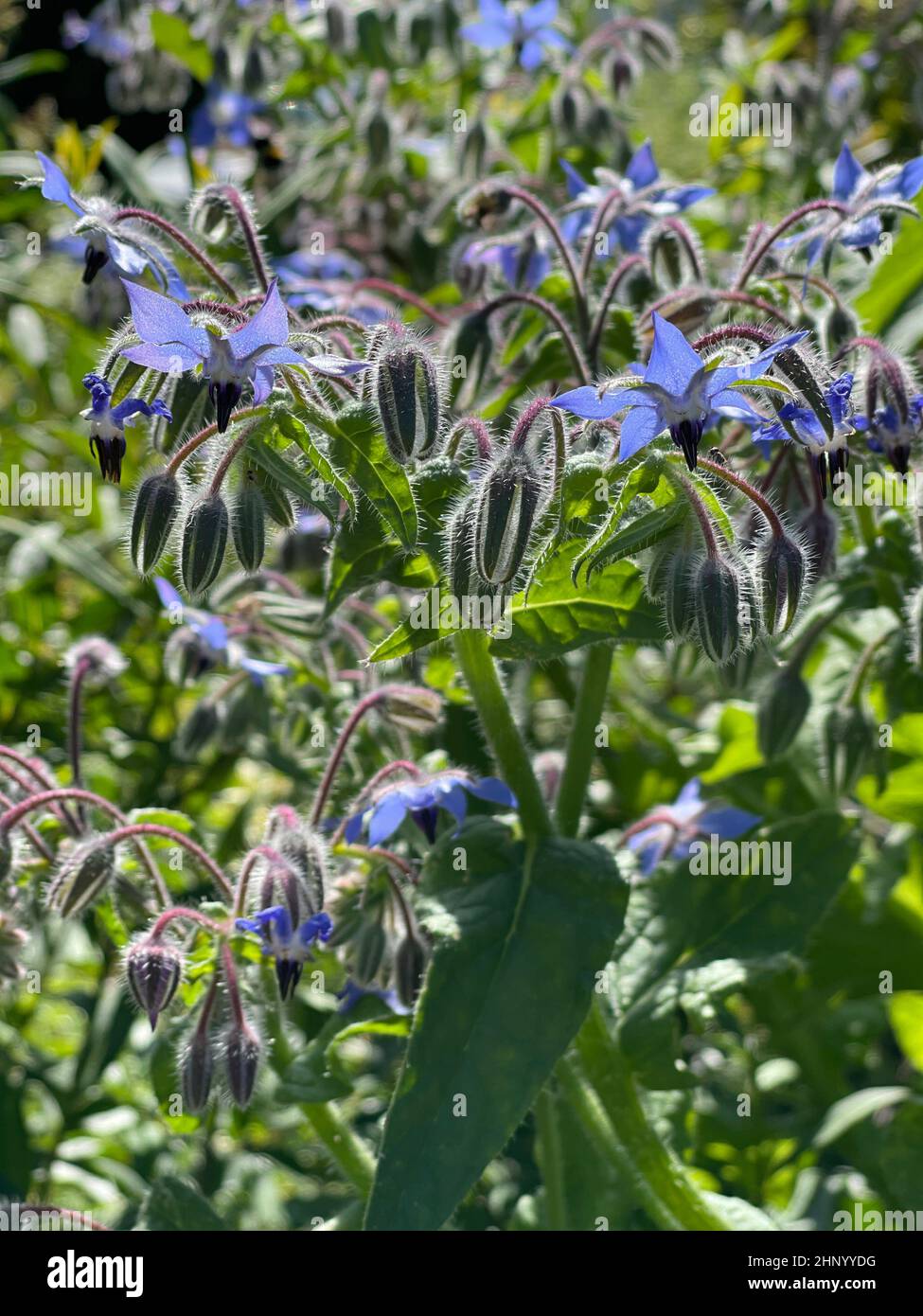 Borage, Borago officinalis, is an important medicinal and medicinal ...