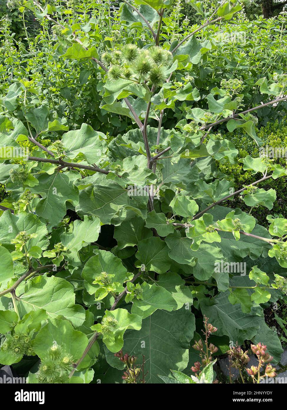 Big burdock, arctium, lappa, is an important medicinal plant with ...