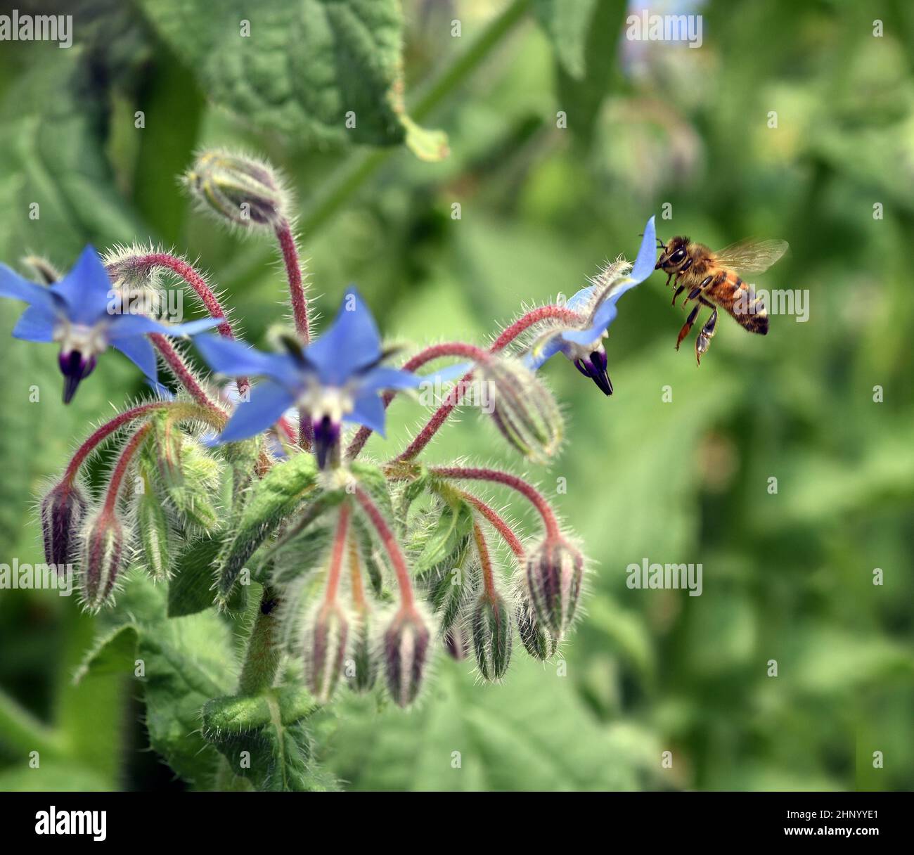 Borage, Borago officinalis, is an important medicinal and medicinal ...