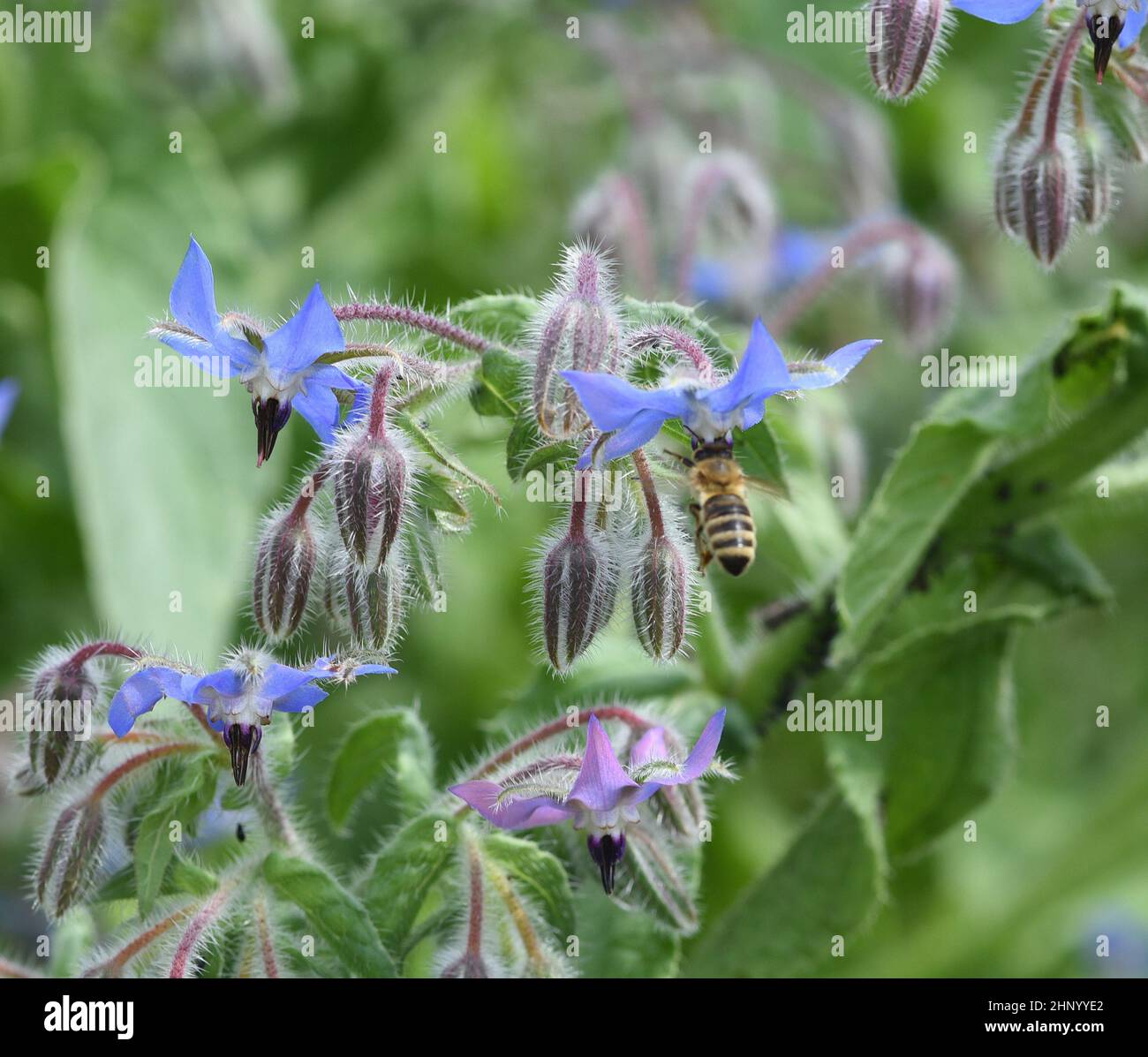 Borage, Borago officinalis, is an important medicinal and medicinal ...