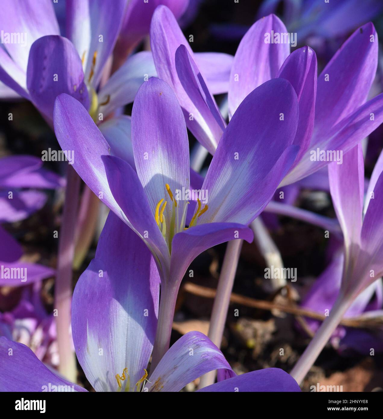Autumn Crocus Poisonous