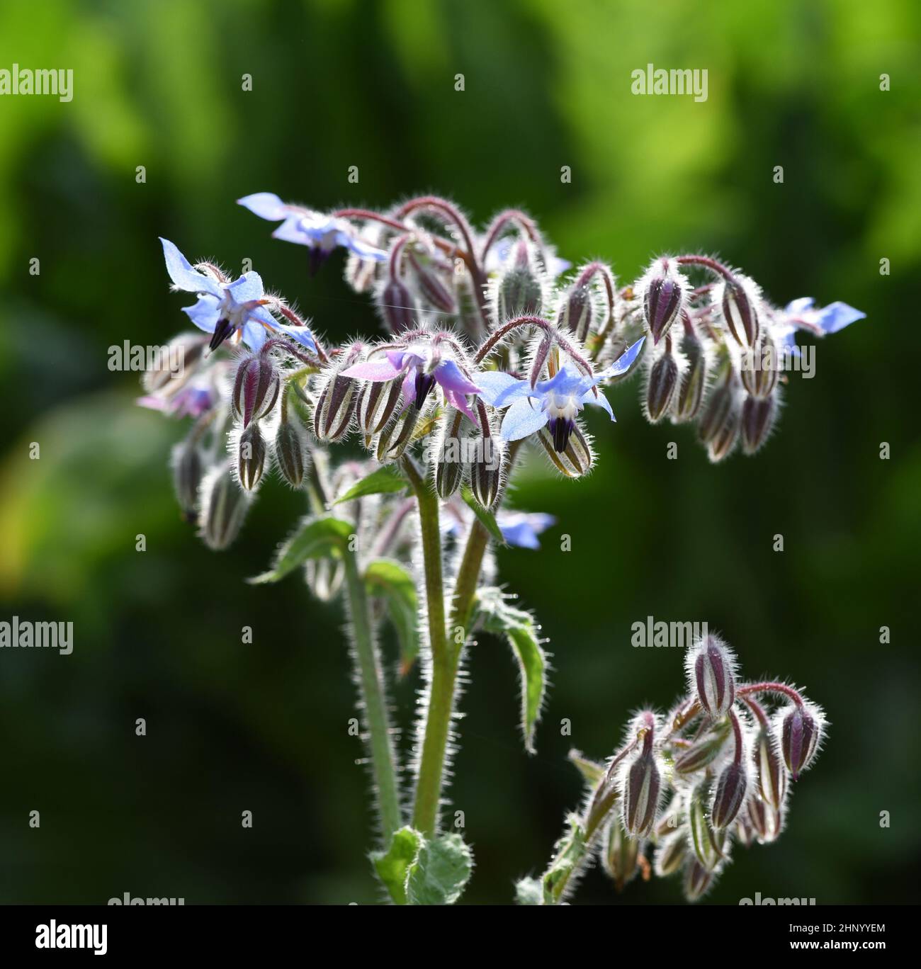 Borage, Borago officinalis, is an important medicinal and medicinal ...