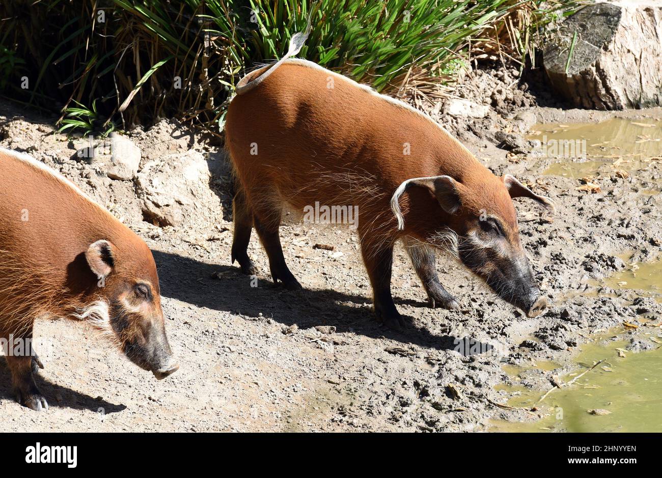 Brush ear pig hi-res stock photography and images - Alamy