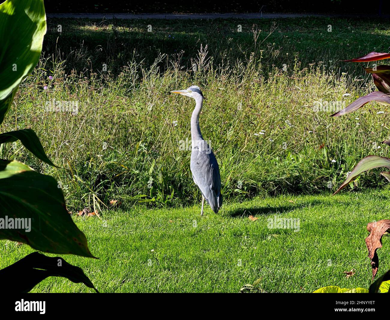 Gray heron, Ardea cinerea, also called heron, is a species of bird in ...