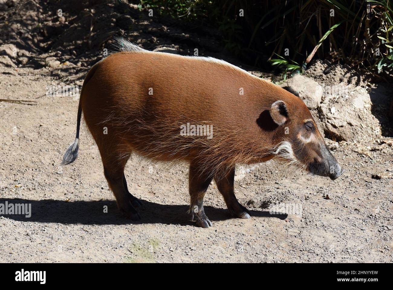 Brush ear pig hi-res stock photography and images - Alamy