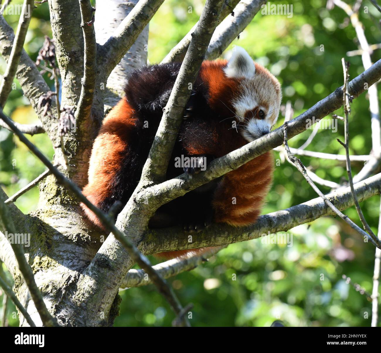 Lesser panda, Ailurus fulgens, is a rare species of panda bear in Asia ...
