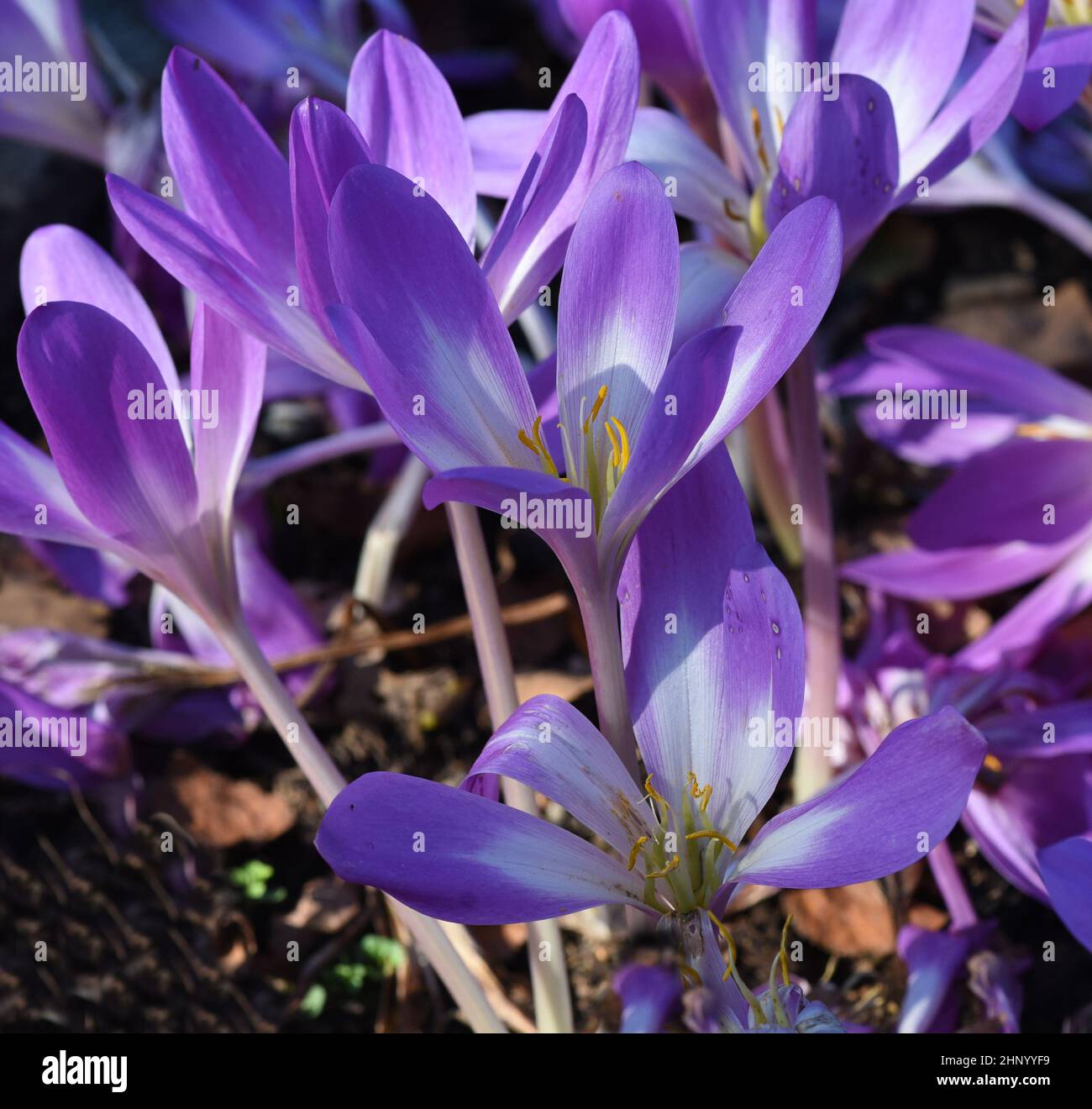 Autumn crocus, Colchicum, autumnale has pink flowers. It is a poisonous ...