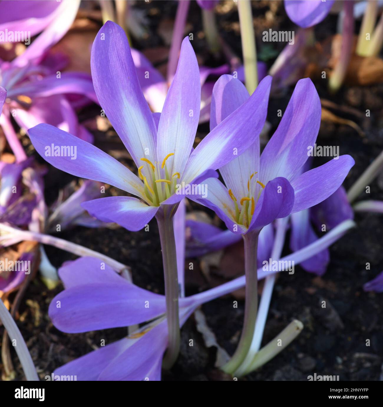 Autumn crocus, Colchicum, autumnale has pink flowers. It is a poisonous ...