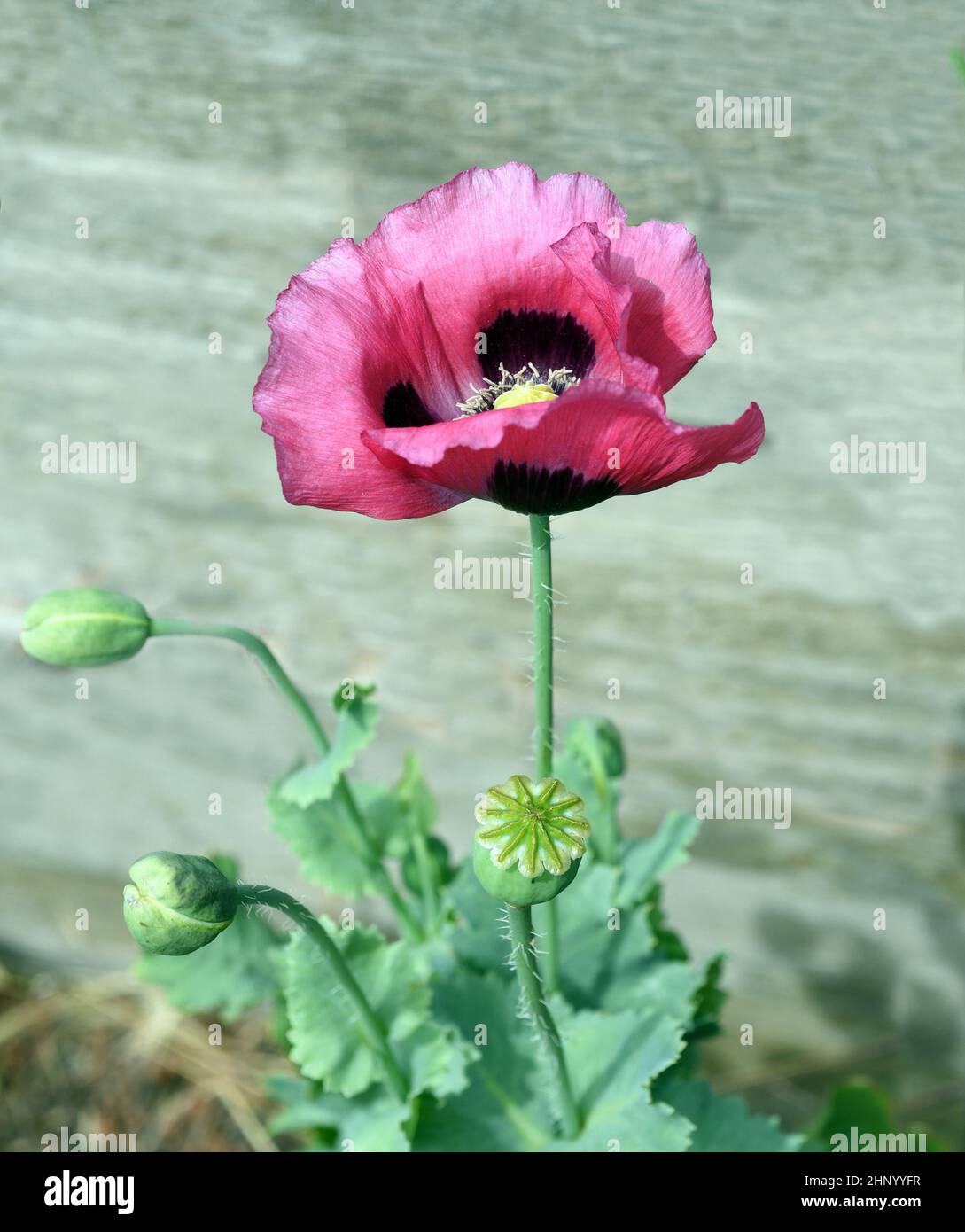 Opium poppy, Papaver somniferum is an intoxicant and a useful and ...
