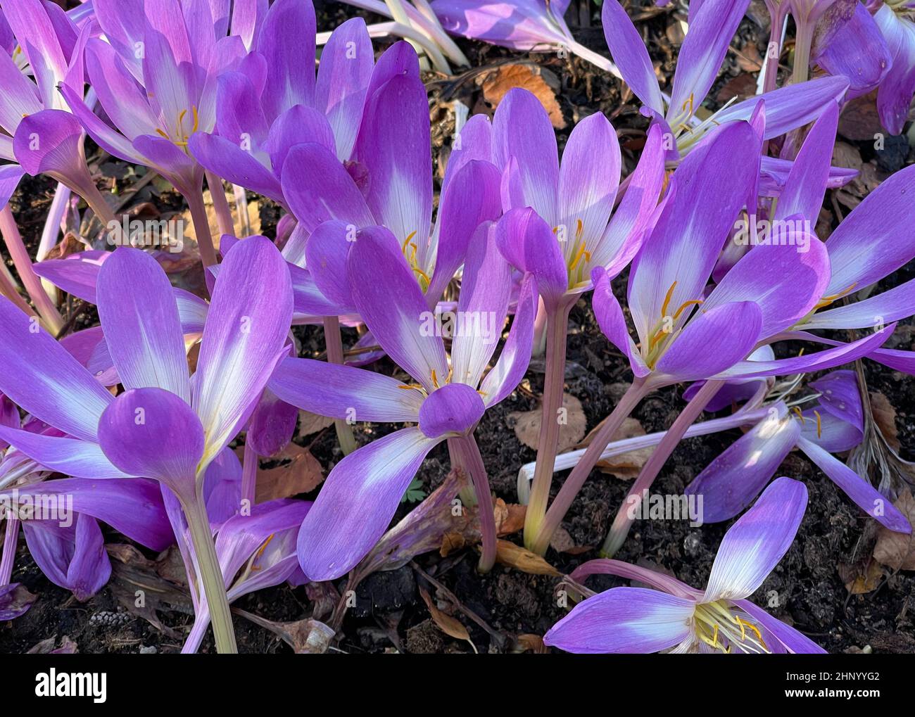 Autumn crocus, Colchicum, autumnale has pink flowers. It is a poisonous ...