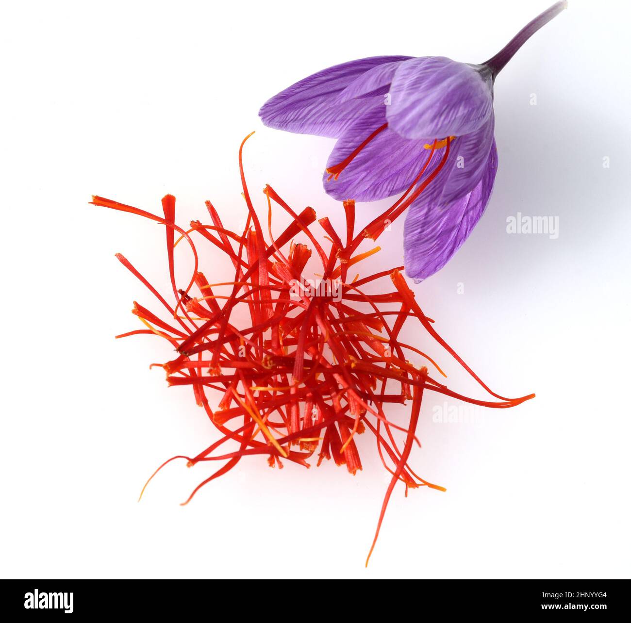 Saffron crocus has three red saffron fawns in the flower which are ...