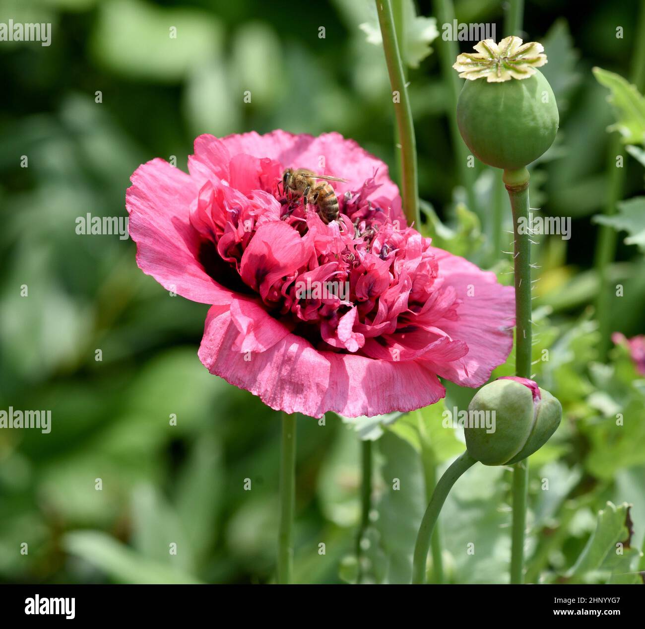 Opium poppy, Papaver somniferum is an intoxicant and a useful and ...