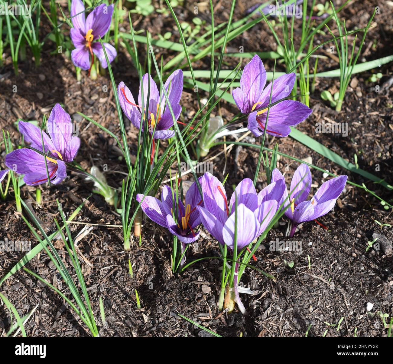 Saffron crocus has three red saffron fawns in the flower which are ...