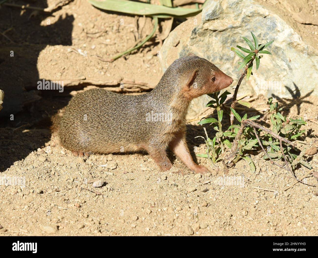 Desert dwarf mongoose hi-res stock photography and images - Alamy