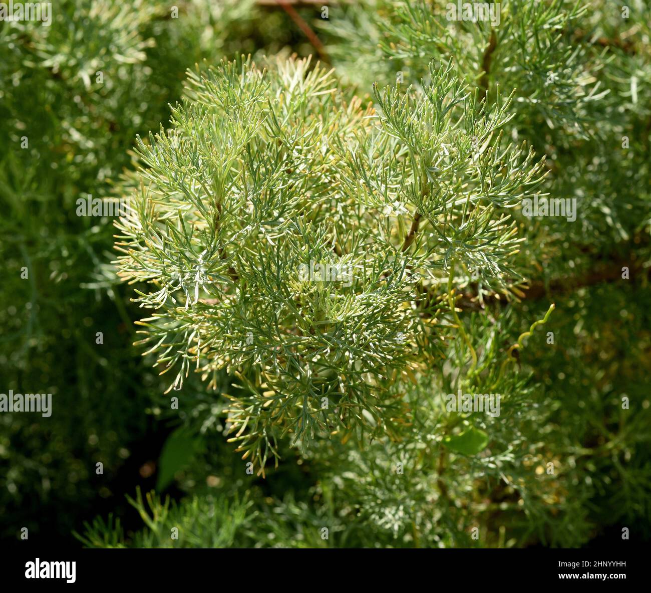 Rowan, Artemisia abrotanum, is an important medicinal plant and is ...