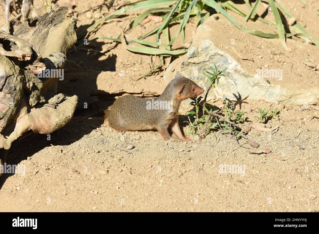 Dwarf mongoose; Helogale parvula belong to the mongooses and live in ...