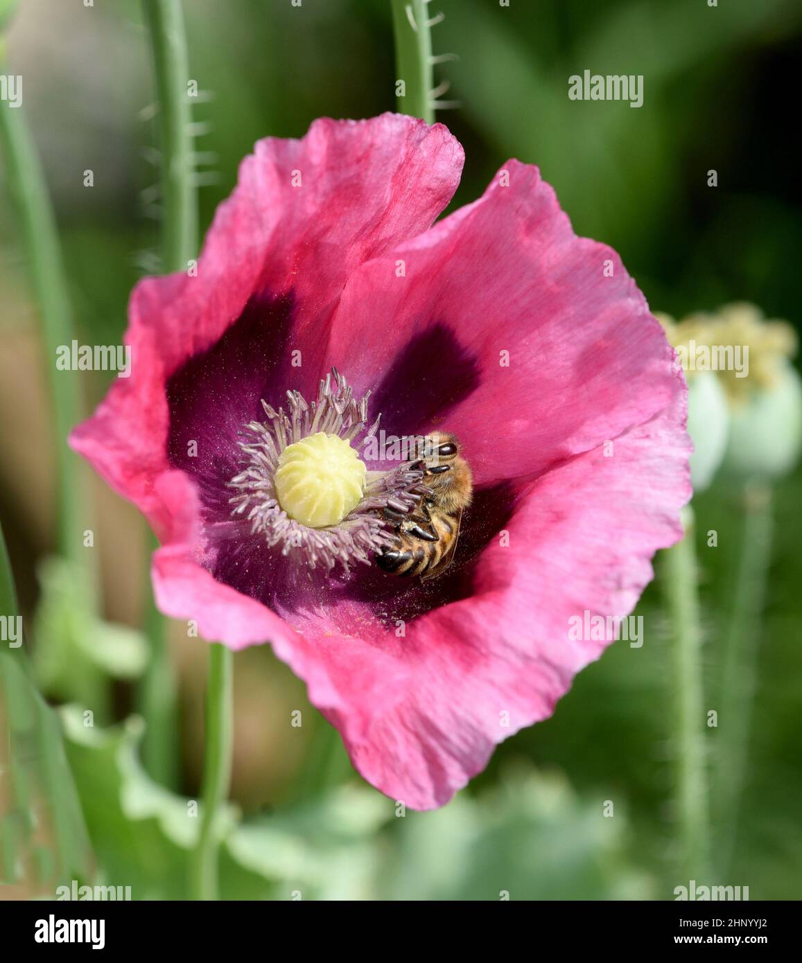 Opium poppy, Papaver somniferum is an intoxicant and a useful and ...