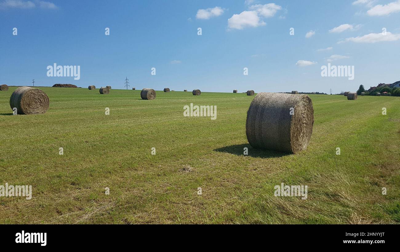 Hay bales or grass bales are bales of dried grass Stock Photo - Alamy