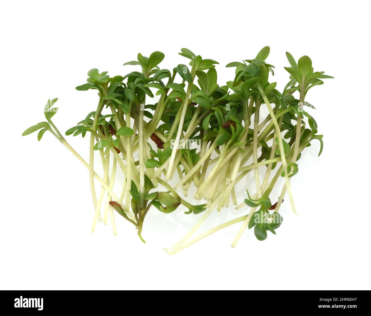 Cress, seedling, Lepidium sativum, is an important medicinal and ...